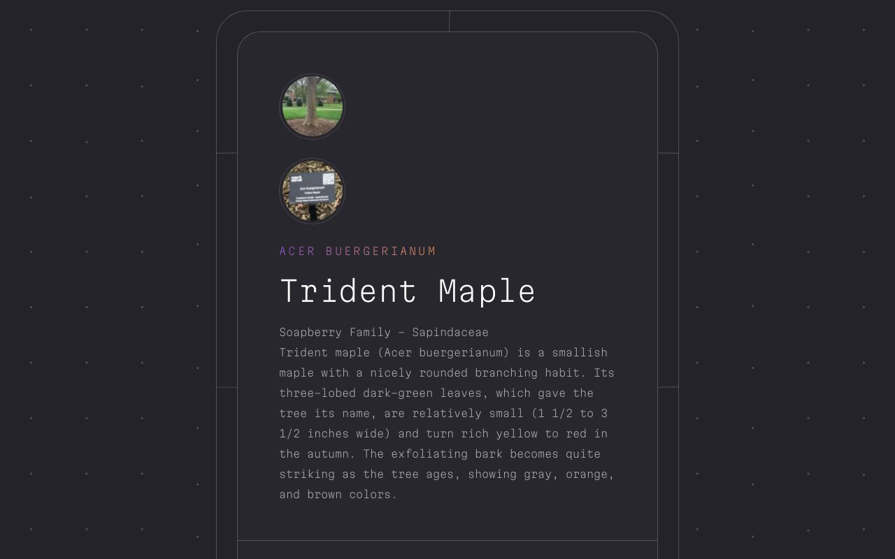 Trident Maple Tree